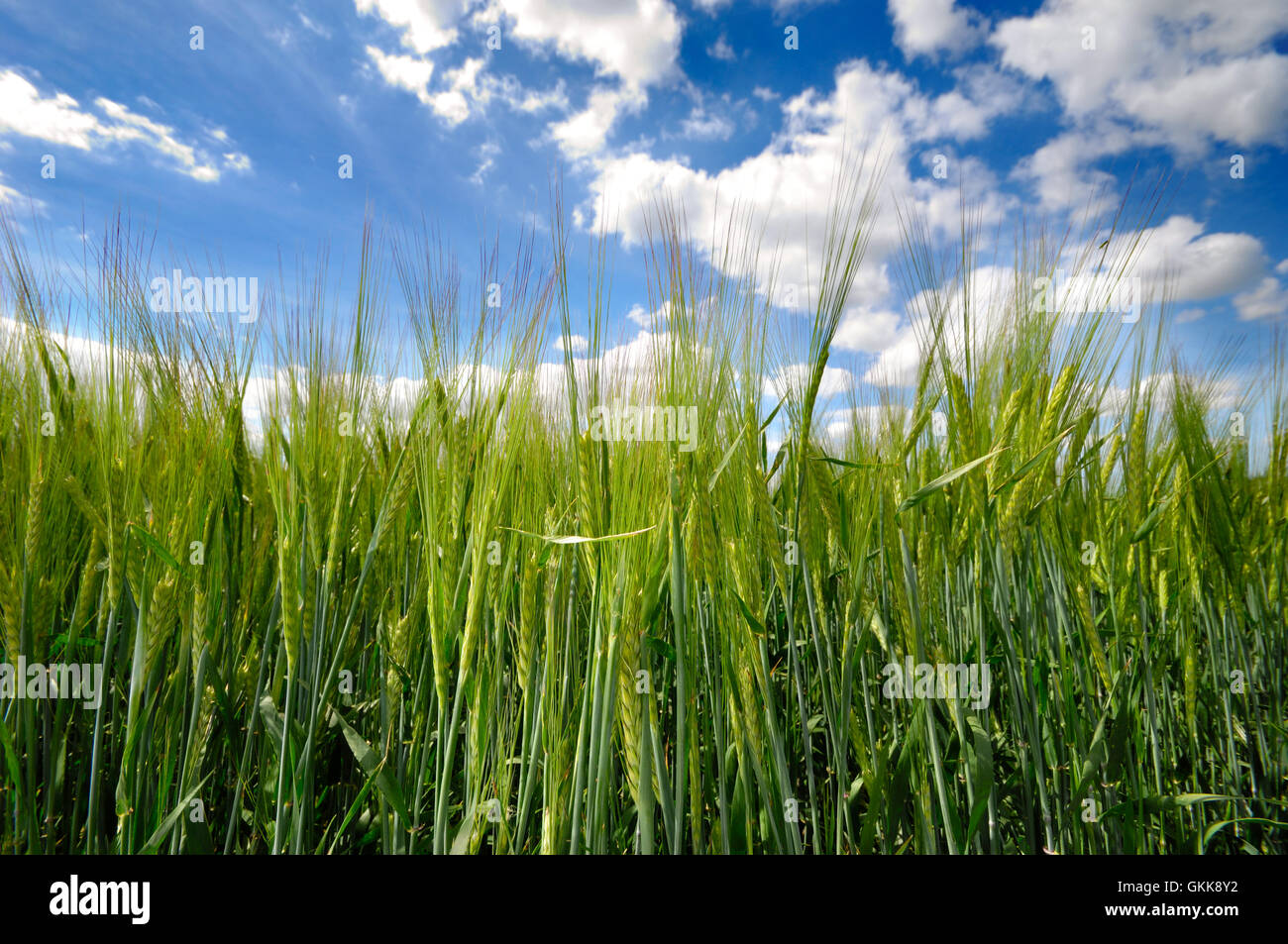 Corn and clouds Stock Photo - Alamy