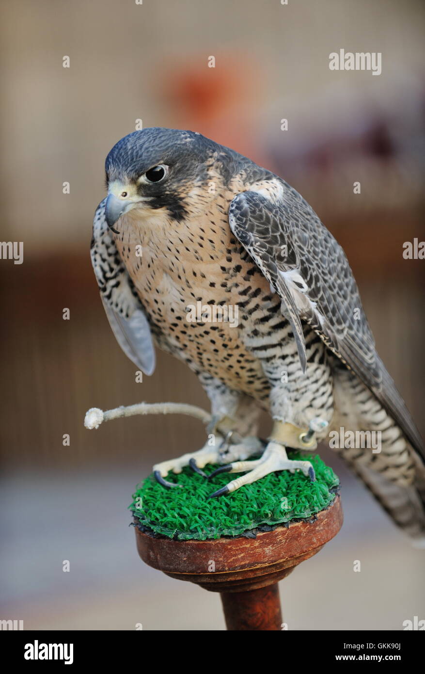 arab falcon bird Stock Photo - Alamy