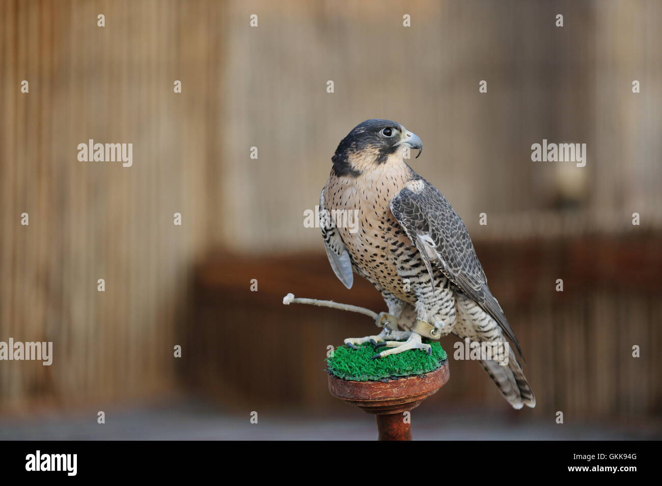arab falcon bird Stock Photo - Alamy