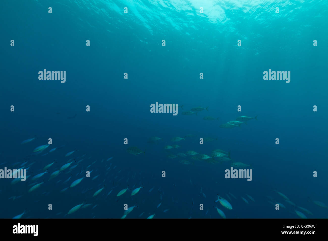 Fish and blue water in the Red Sea Stock Photo - Alamy