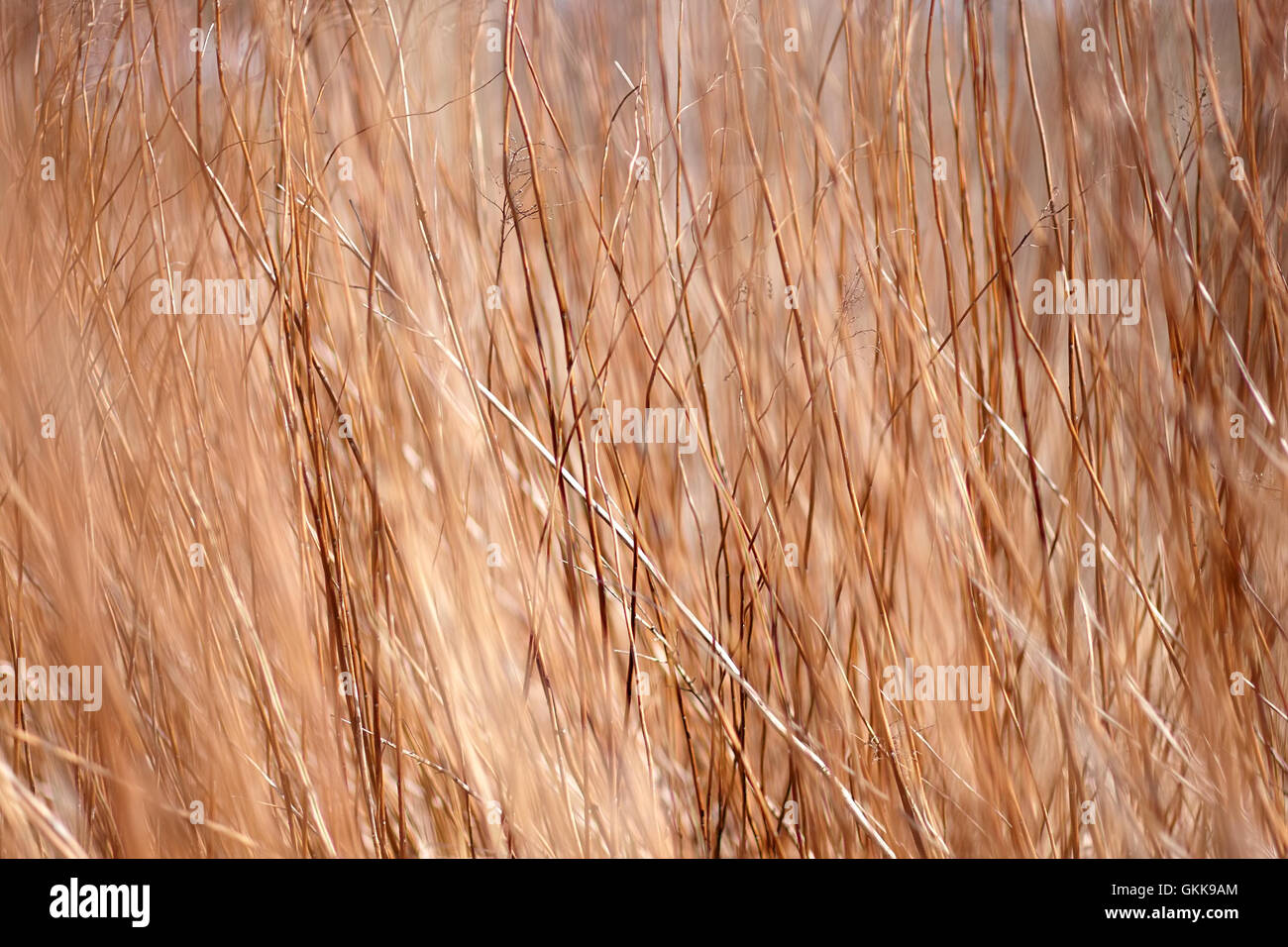 A reed structure hi-res stock photography and images - Alamy