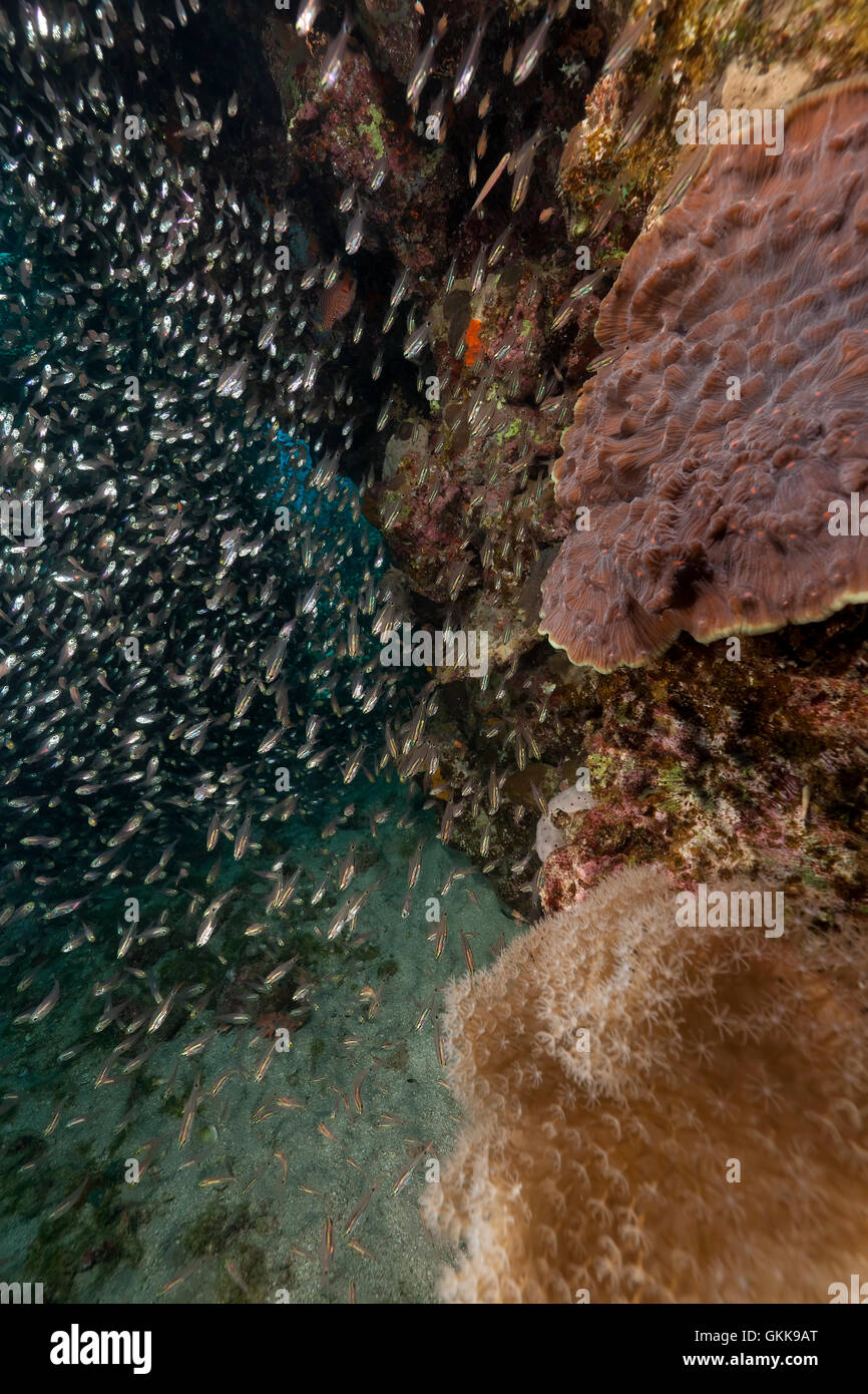 Glassfish background hi-res stock photography and images - Alamy