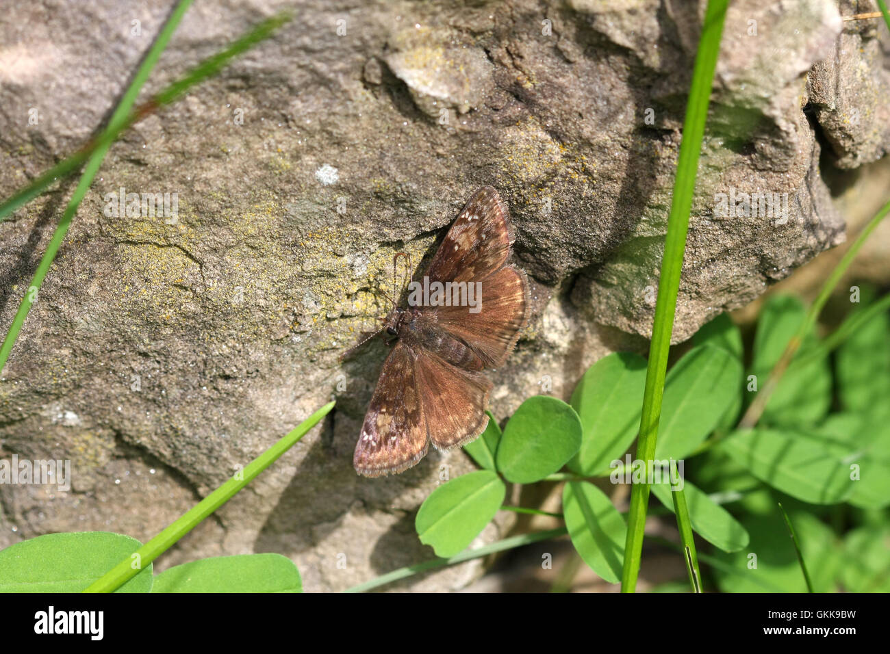Wild Indigo Duskywing Butterfly Stock Photo - Alamy