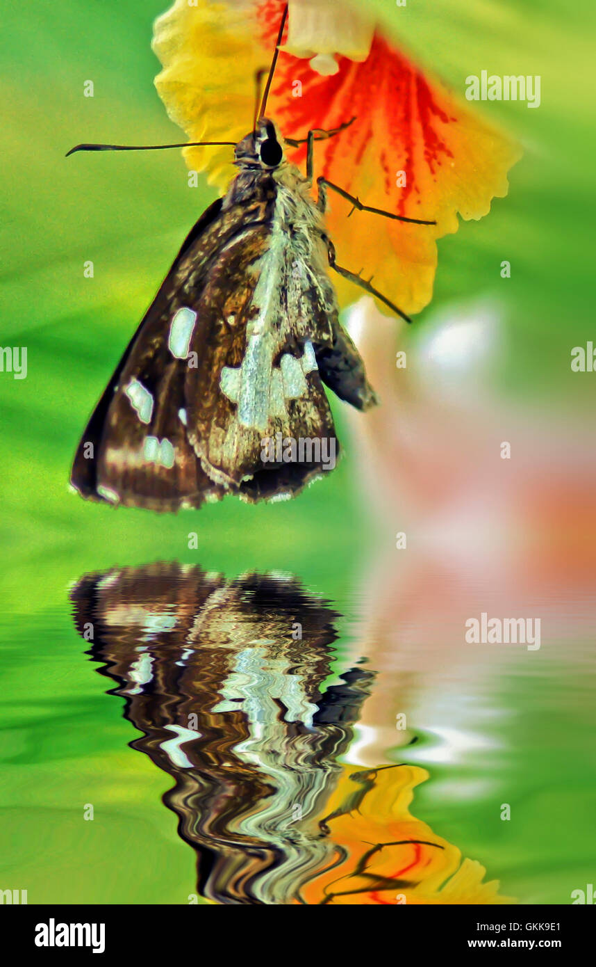 Variegated Shell Ginger Stock Photo - Alamy