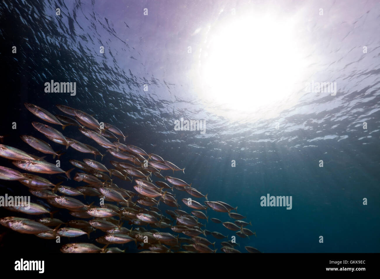 Striped mackerel (rastrelliger kanagurta) in the Red Sea Stock Photo ...