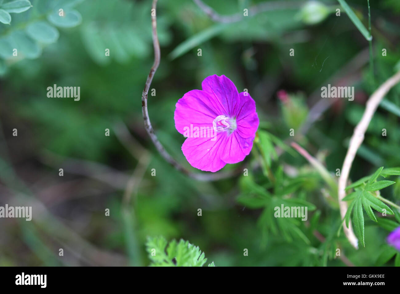 White small geranium hi-res stock photography and images - Alamy