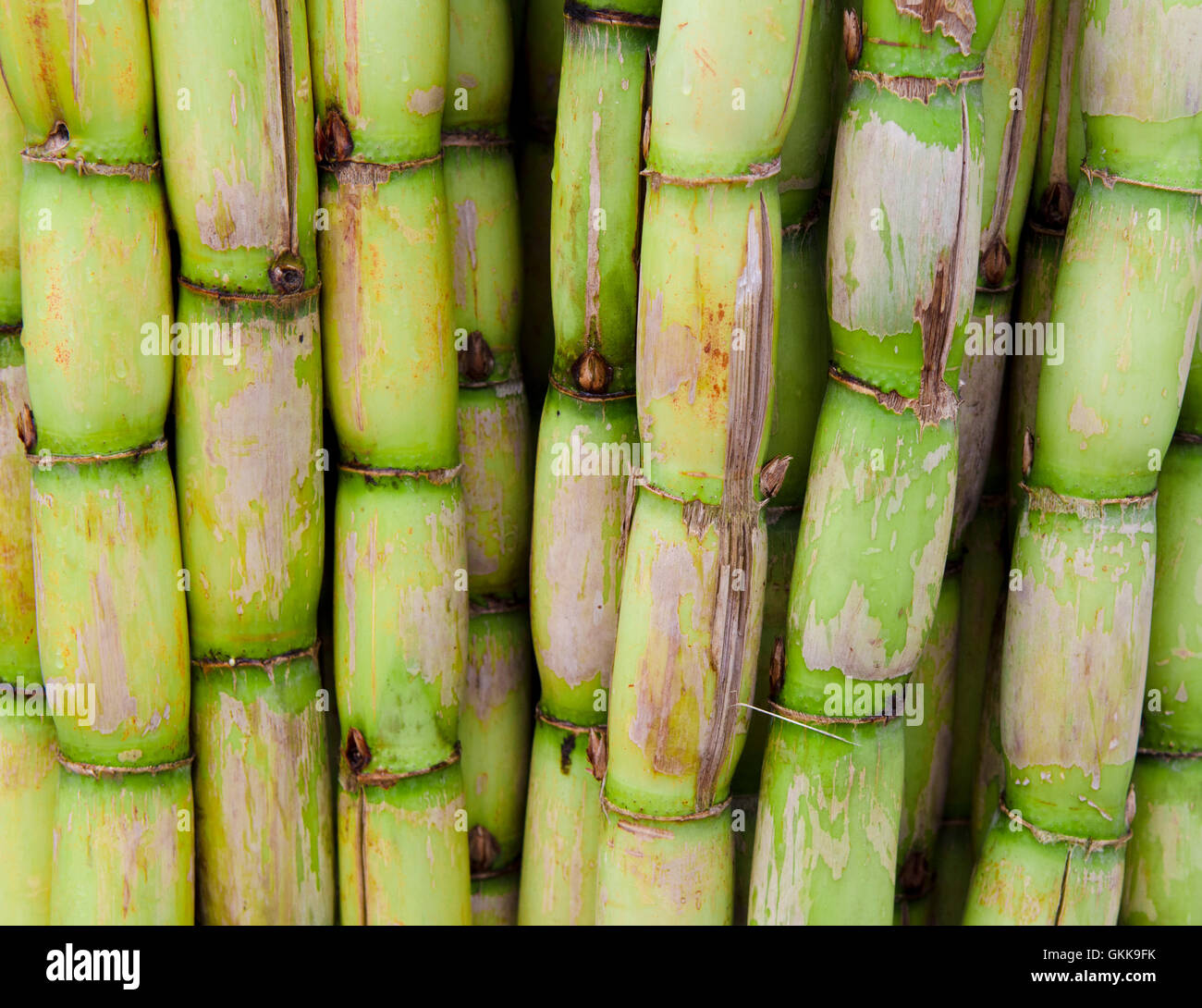 Cane farming hi-res stock photography and images - Alamy