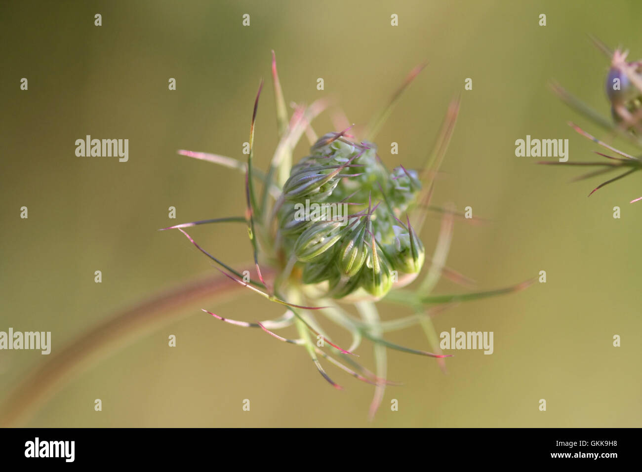 Queen annes lace bud hi-res stock photography and images - Alamy