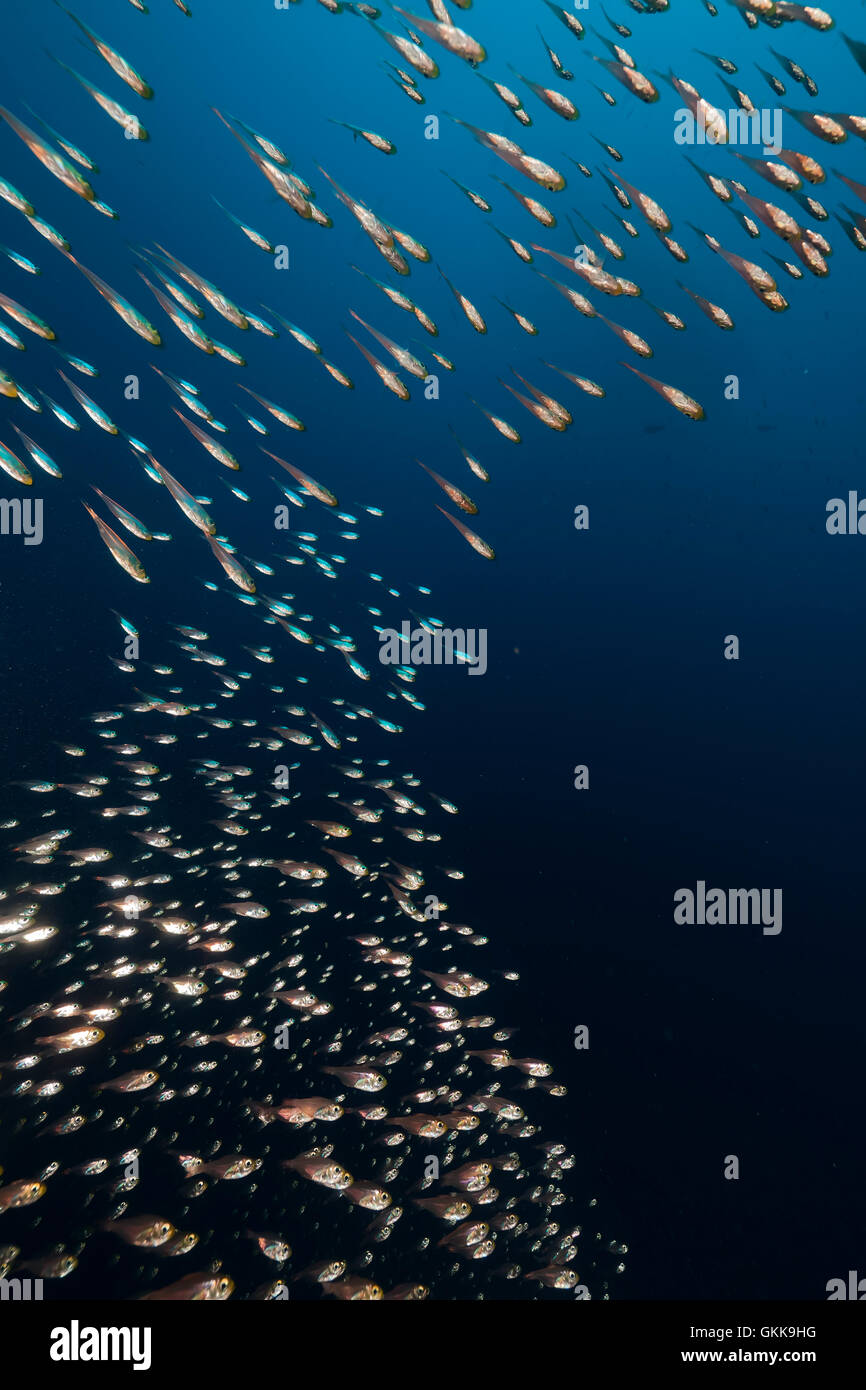 Golden sweepers (parapriacanthus ransonneti) in the Red Sea Stock Photo ...