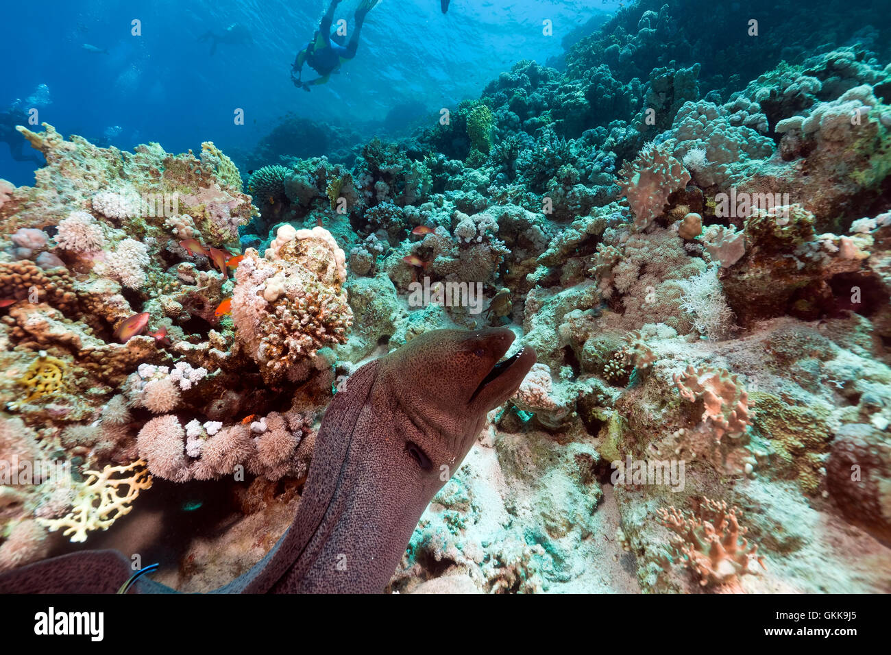 Giant moray and tropical reef in the Red Sea Stock Photo - Alamy