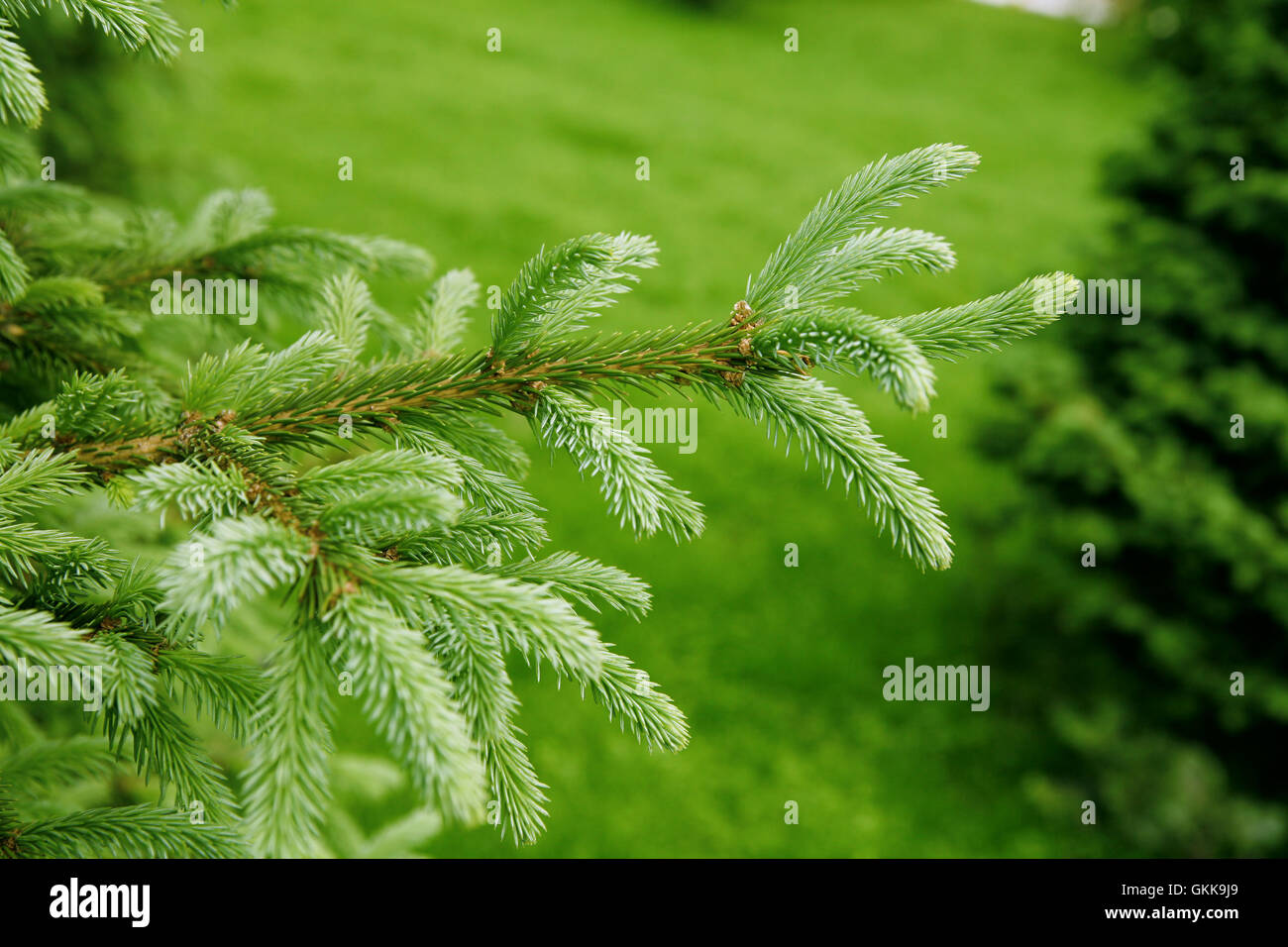 Brightly green prickly branches of a fur-tree or pine Stock Photo - Alamy