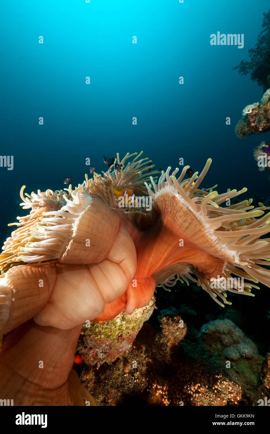 Magnificent anemone (heteractis magnifica) in the Red Sea Stock Photo ...