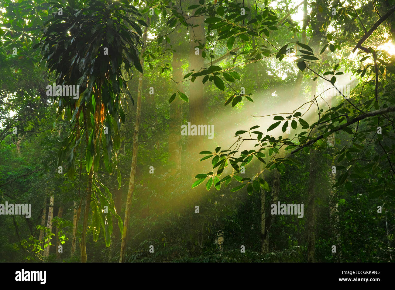 green forest with ray of lights Stock Photo - Alamy