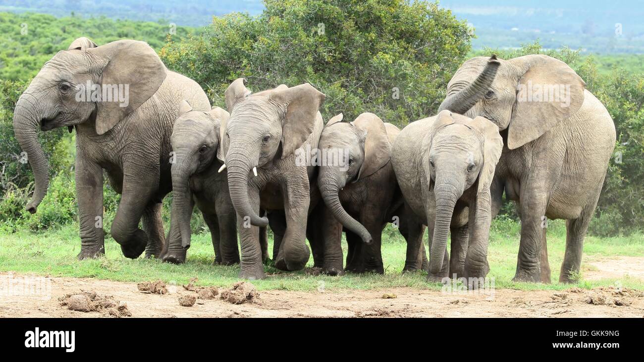 African Elephants Running Stock Photo - Alamy