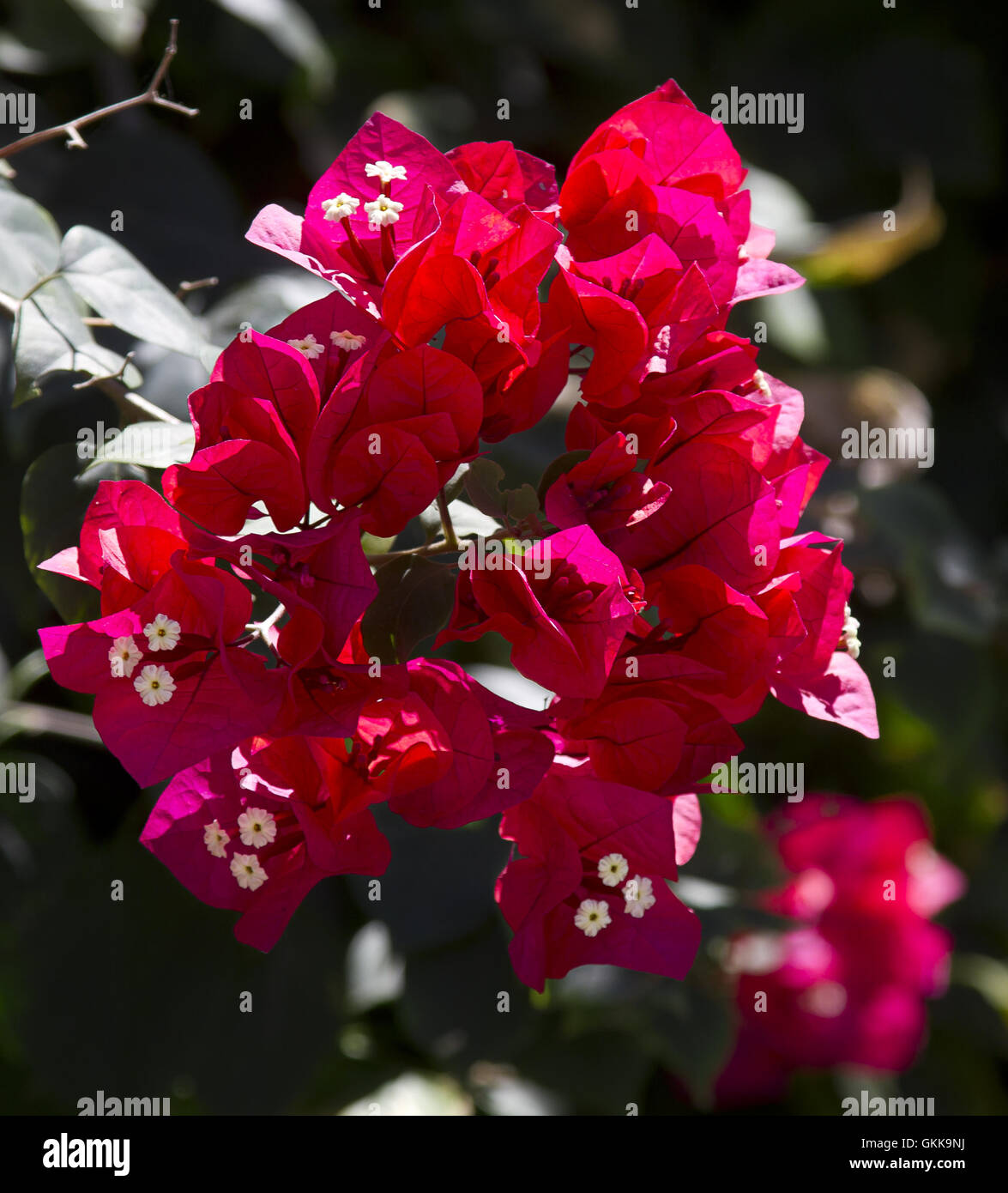 Red flamboyan hi-res stock photography and images - Alamy