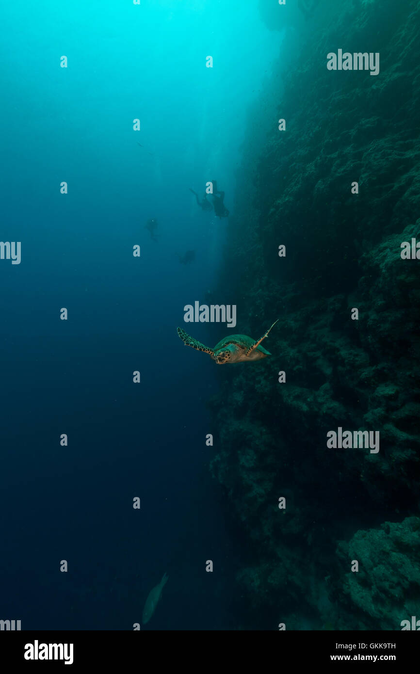 Hawksbill turtle and divers in the Red Sea Stock Photo - Alamy