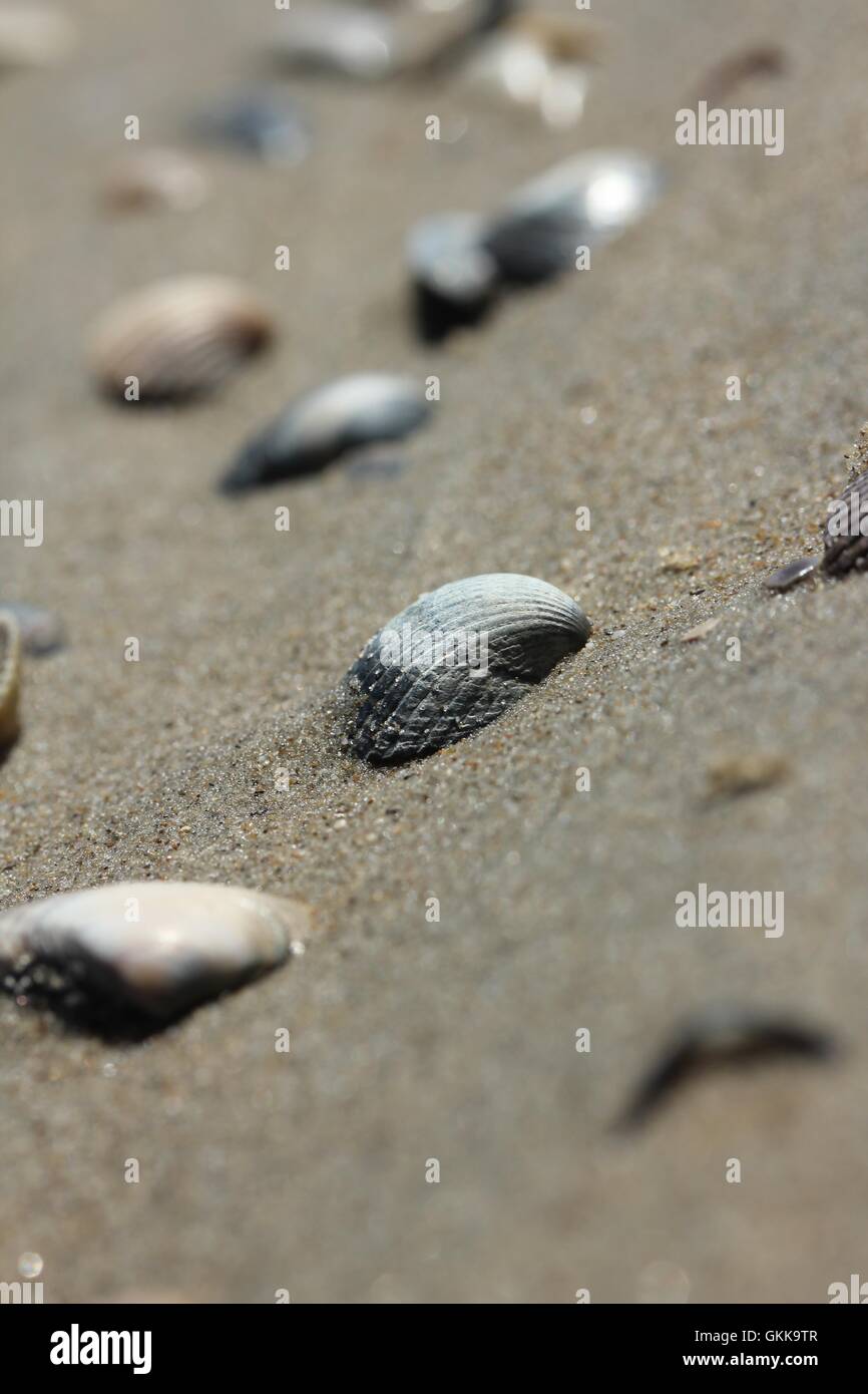 seashells on sand beach Stock Photo - Alamy