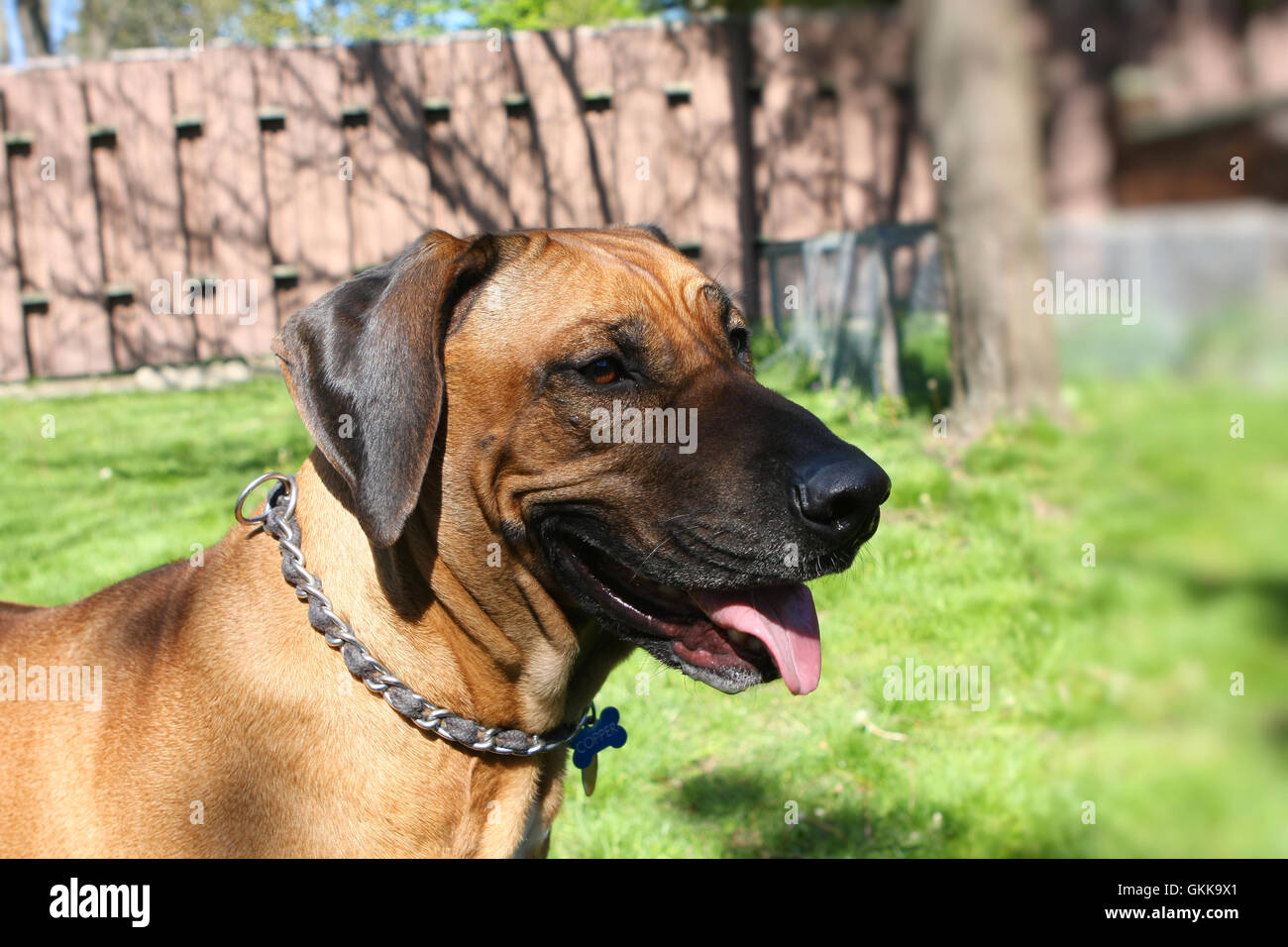 Rhodesian Ridgeback Dog Stock Photo - Alamy