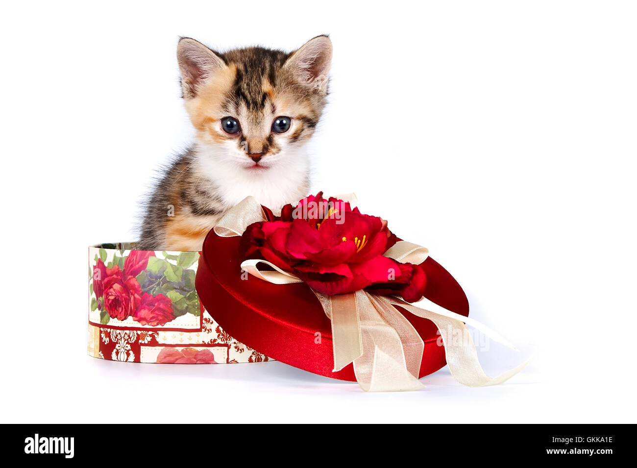 Cute tabby kitten in box Cut Out Stock Images & Pictures - Alamy