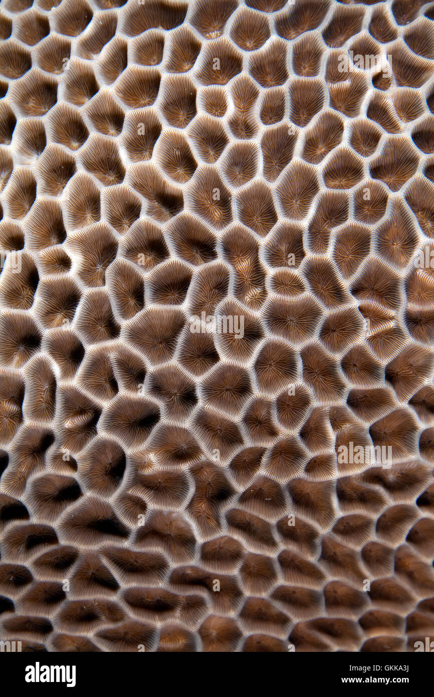 Coral texture in the Red Sea Stock Photo - Alamy