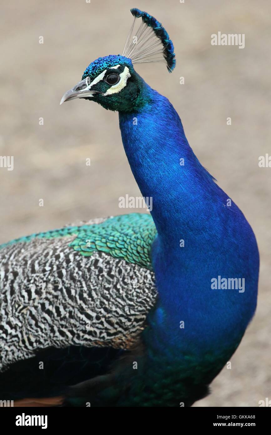 Bird peacock hi-res stock photography and images - Alamy