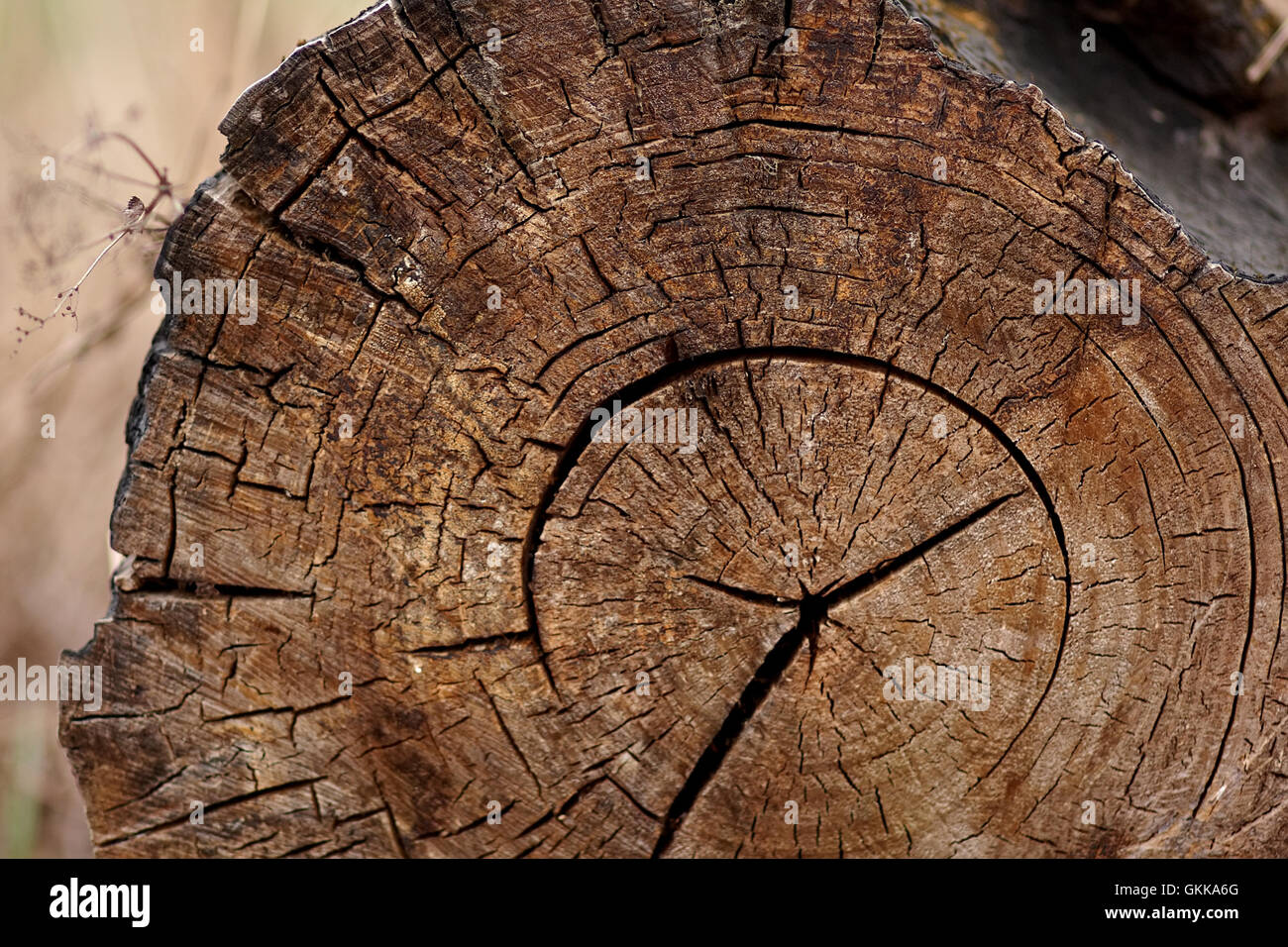Tree trunk cut Stock Photo - Alamy