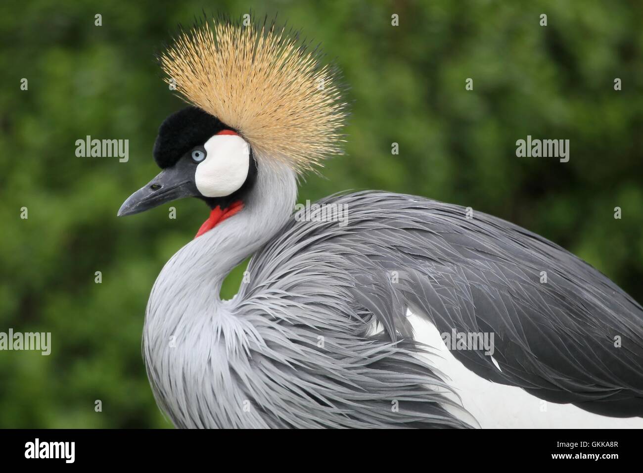 Crowned Crane Bird Stock Photo - Alamy
