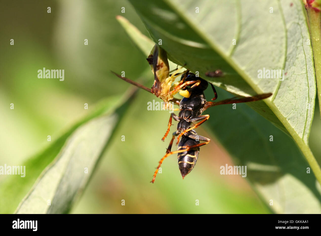Jagged ambush bug hi-res stock photography and images - Alamy