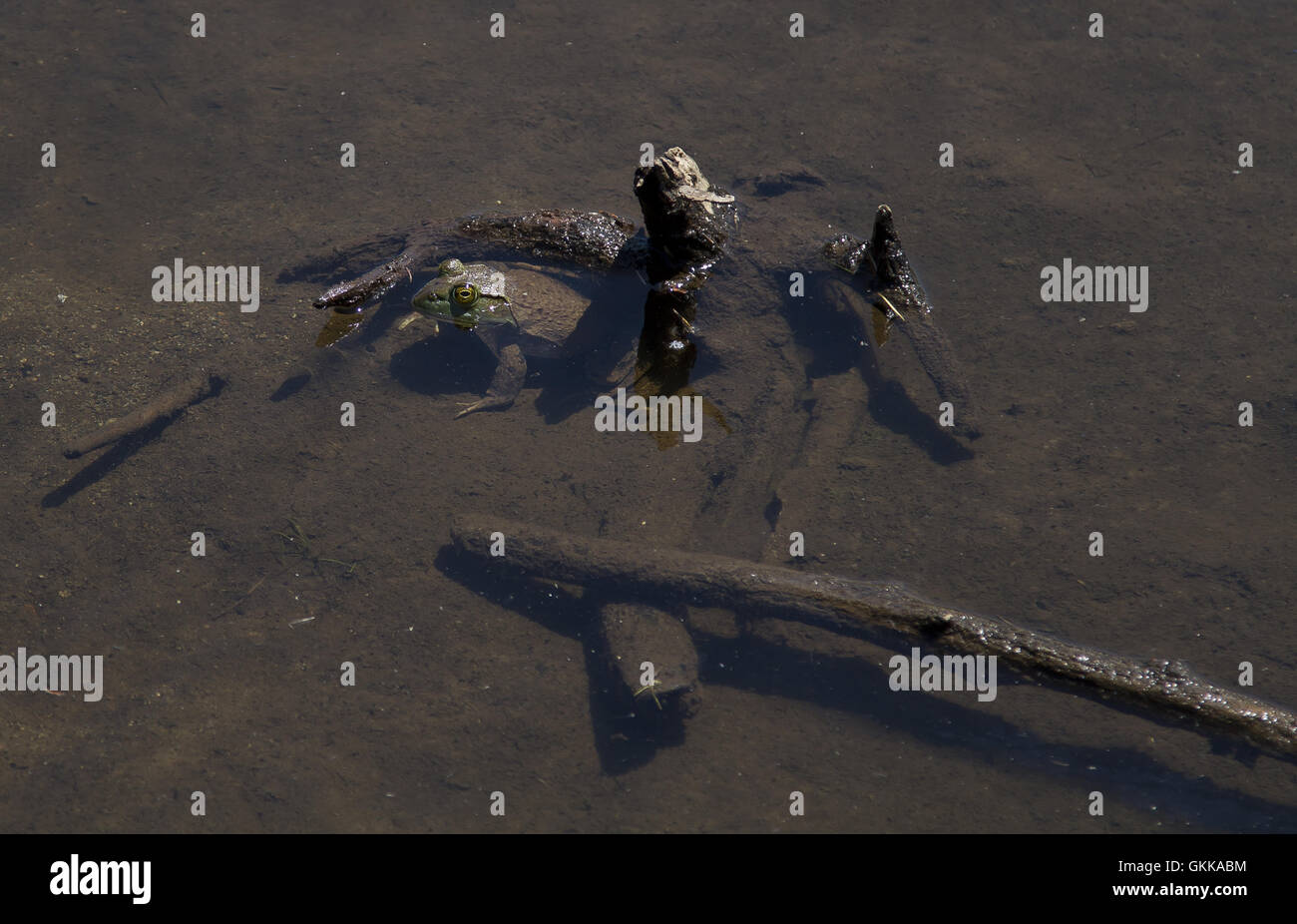 Bullfrog in water Stock Photo - Alamy