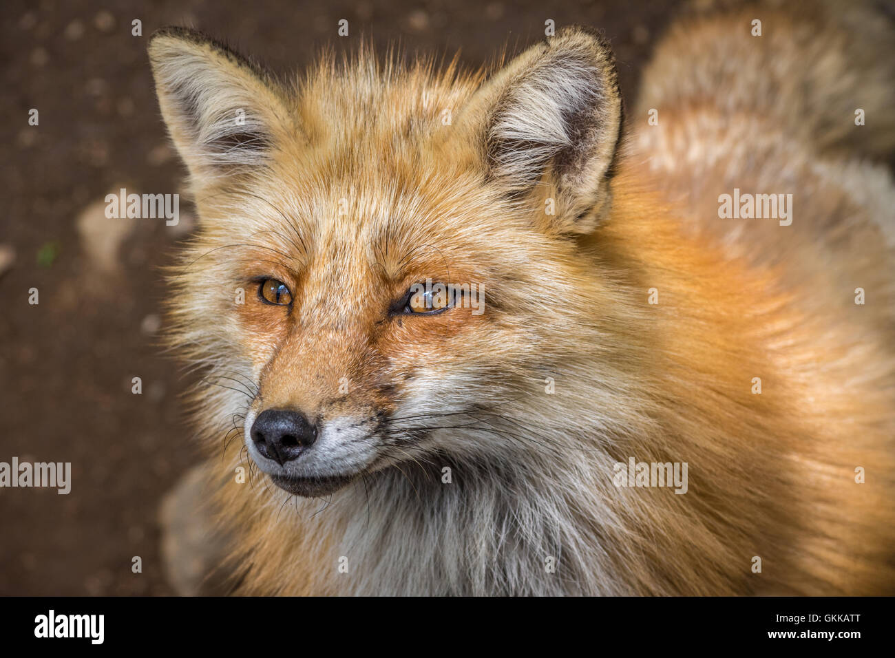 the curious fox watching the photographer Stock Photo - Alamy