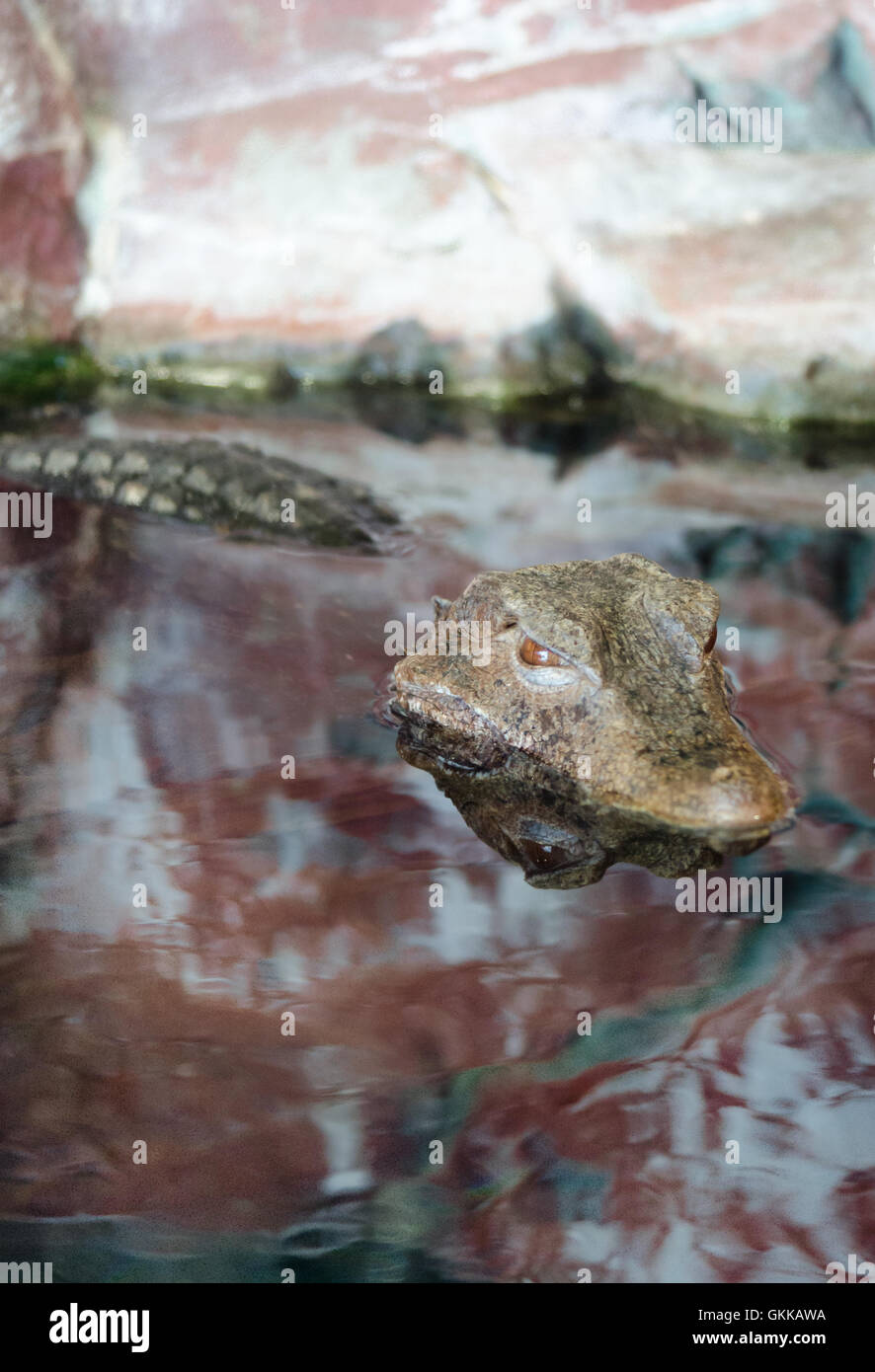 Alligator underwater view hi-res stock photography and images - Alamy