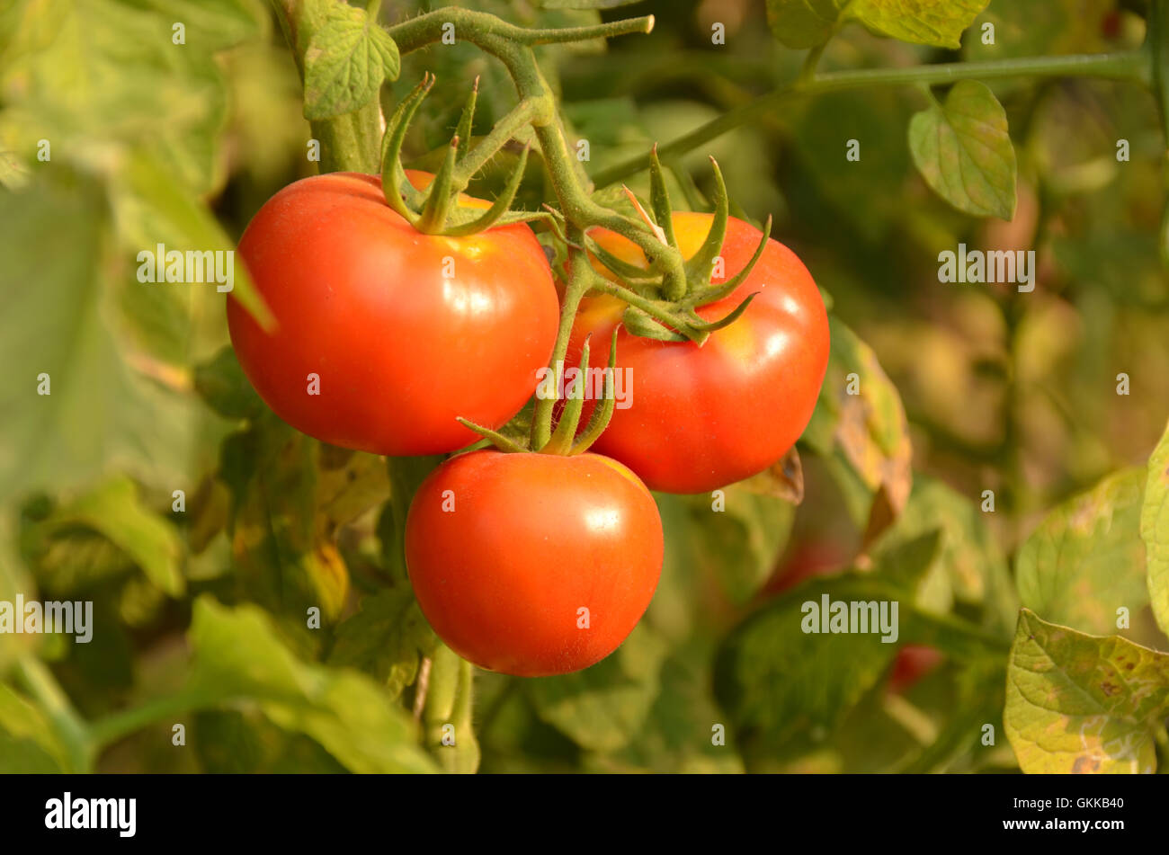 Three red tomatoes Stock Photo - Alamy