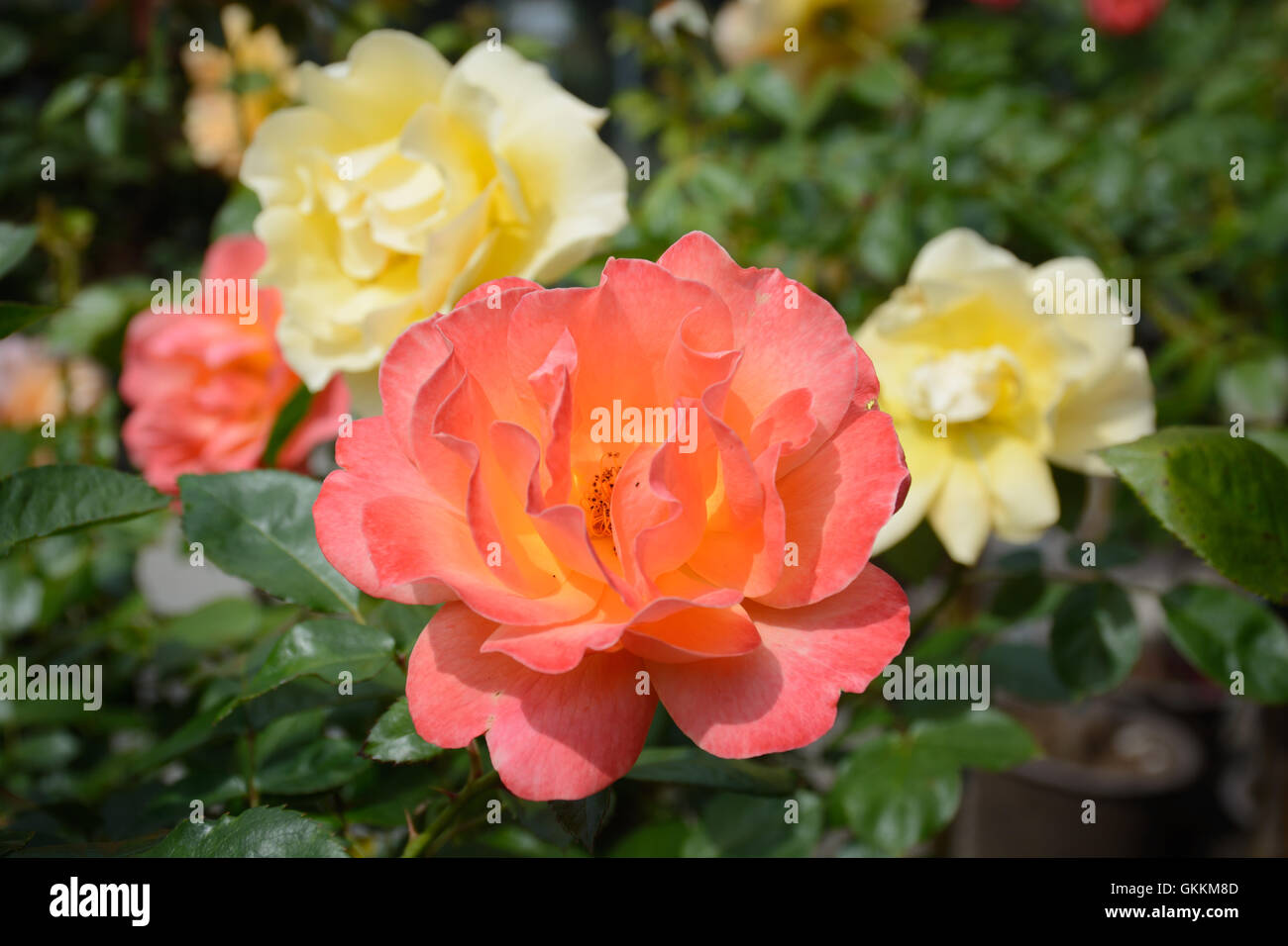 Take all the detail of beautiful blossom rose flower Stock Photo - Alamy