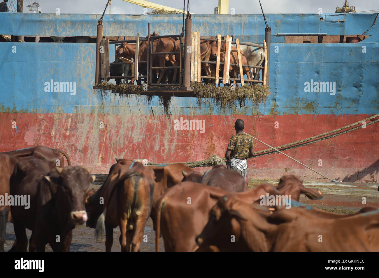 A dock worker watches as a crane loads cattle onto a boat in Mogadishu ...