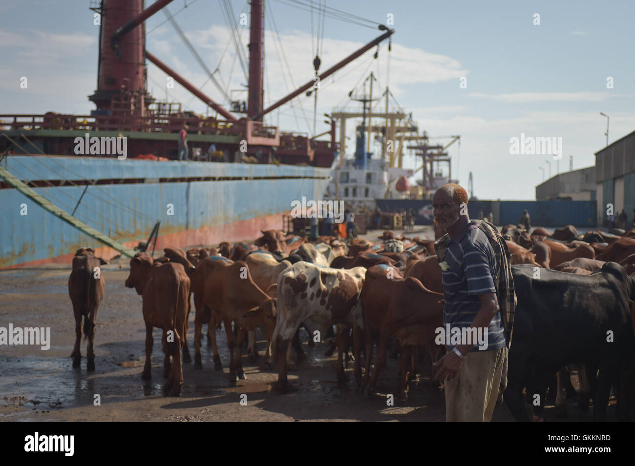 On October 29, a Somali cattle herder prepares cattle for shipment at ...