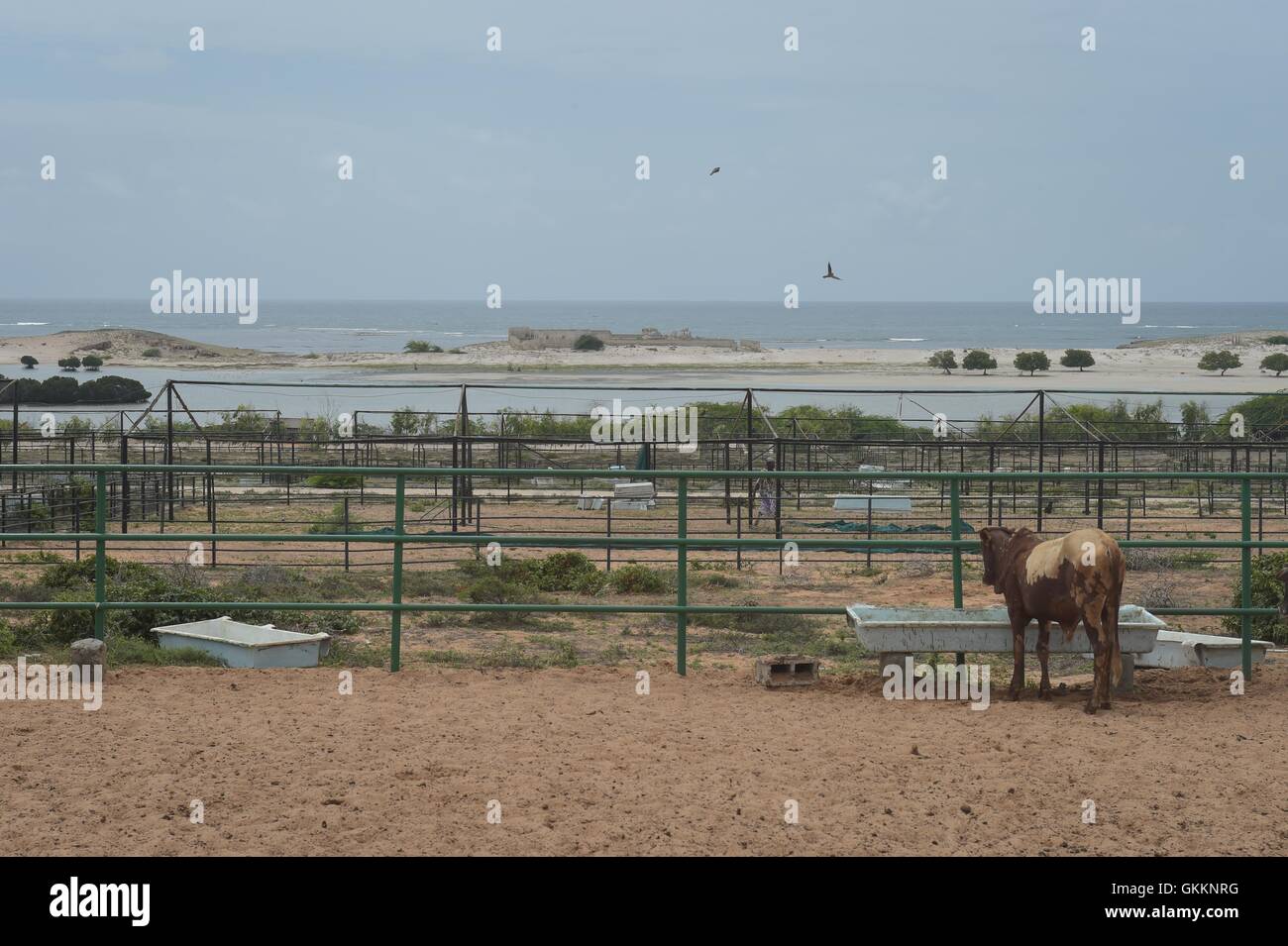 Cattle drinking from trough africa hi-res stock photography and images ...