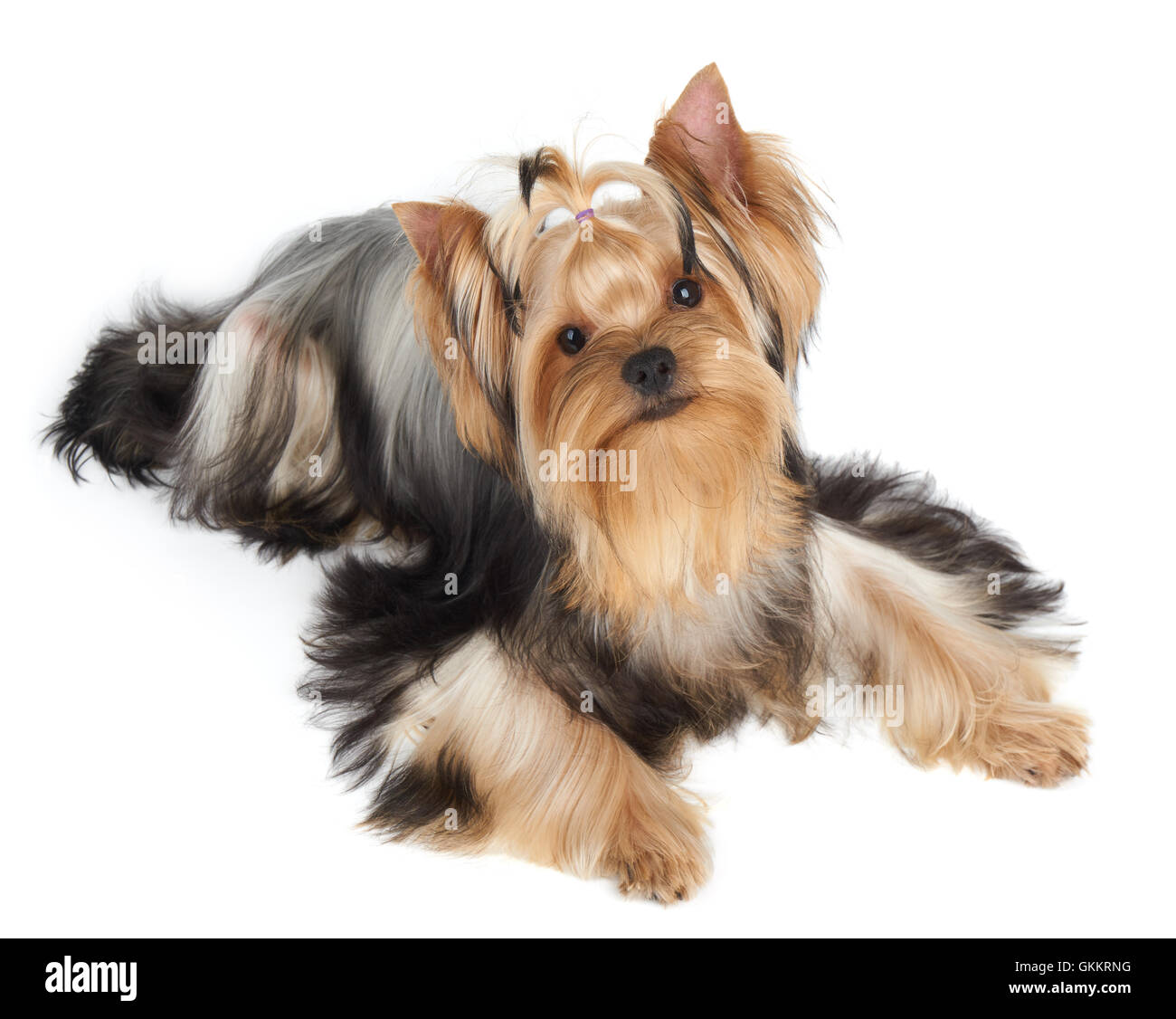One Yorkshire Terrier looks up Stock Photo - Alamy