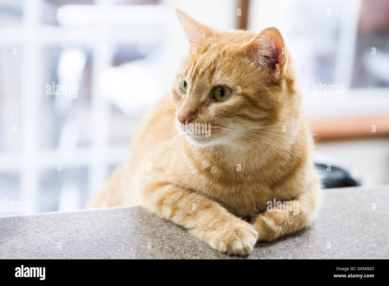 Tabby cat leaning on the counter Stock Photo - Alamy