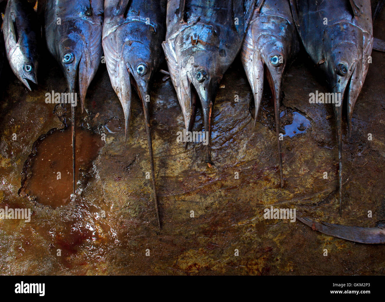 Freshly caught sailfish are seen for sale at the Xamar Weyne fish ...