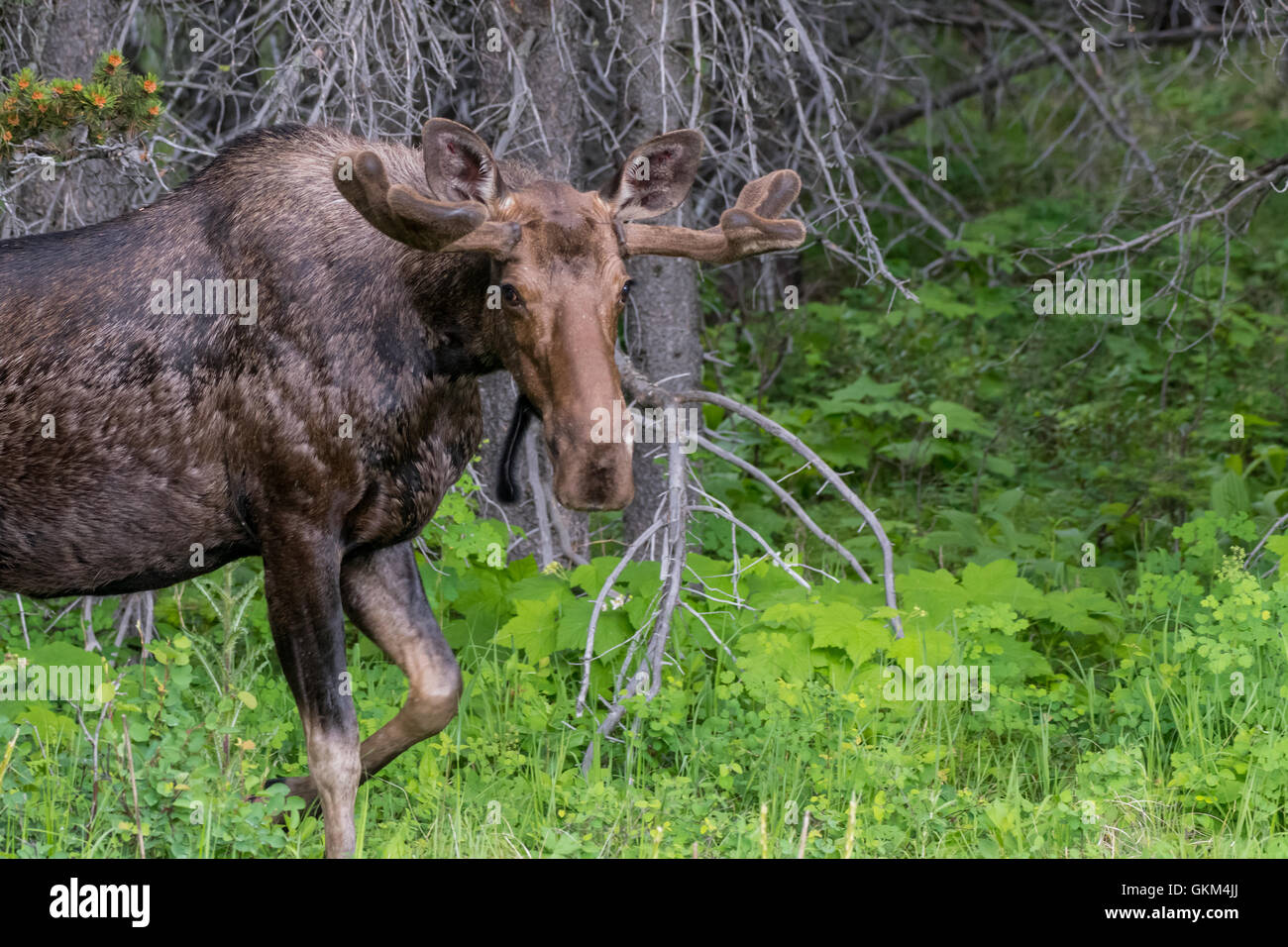 A young bull moose exits a forest into a green field to eat Stock Photo ...