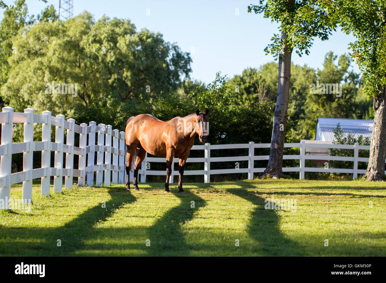 Farm animal or pet hi-res stock photography and images - Alamy
