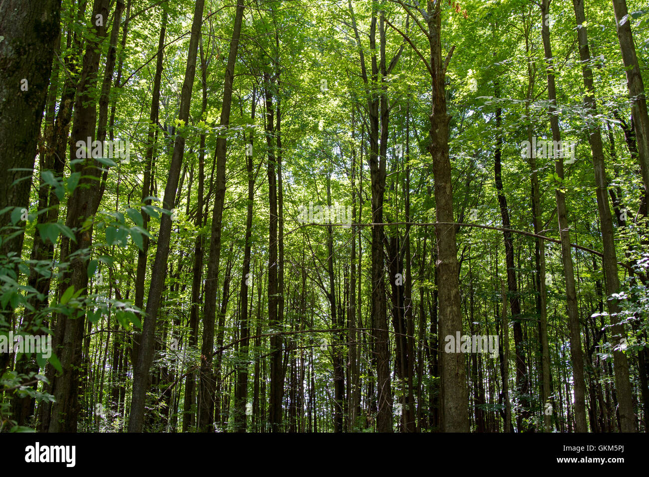 Thick Forest in the countryside Stock Photo - Alamy