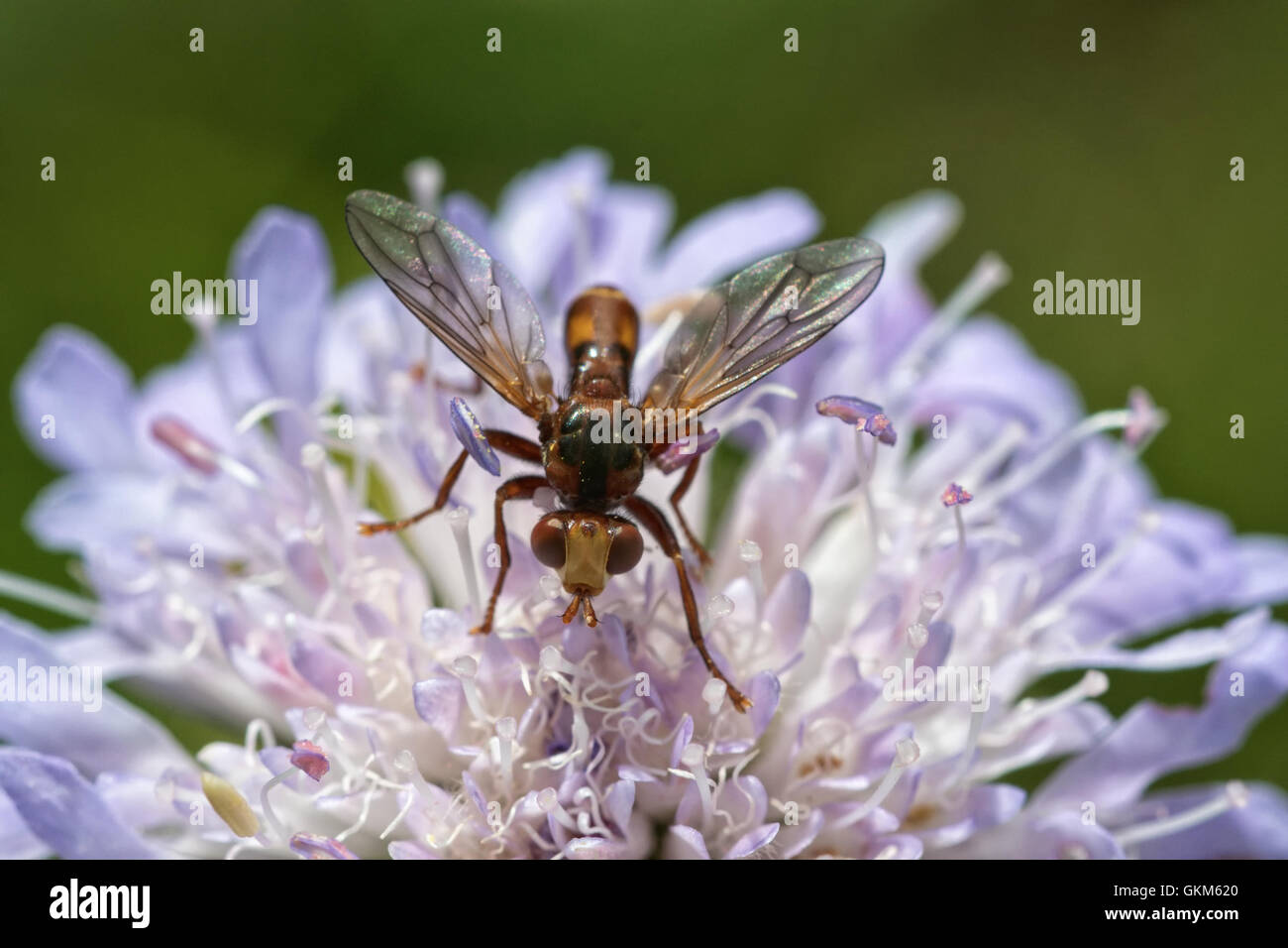 Fly sitting on a violet flower with blurred background Stock Photo - Alamy