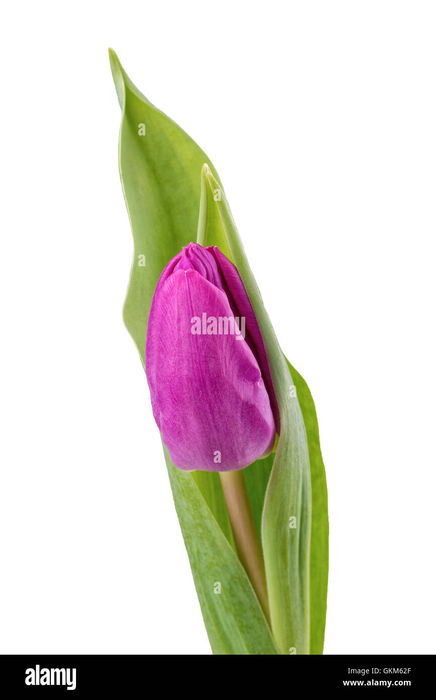 Violet tulip isolated on white background Stock Photo - Alamy