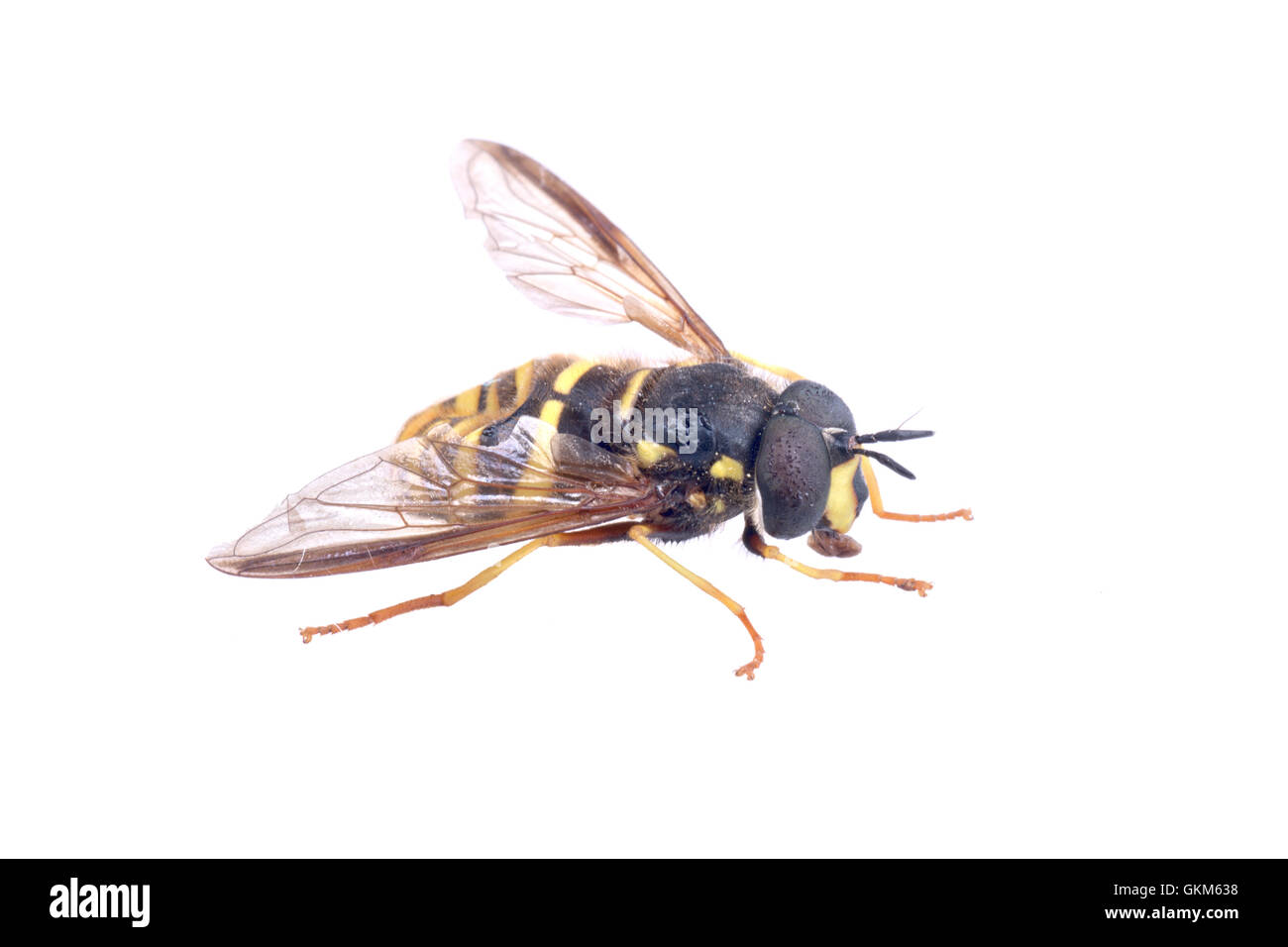 Black yellow striped fly isolated on a white background Stock Photo - Alamy