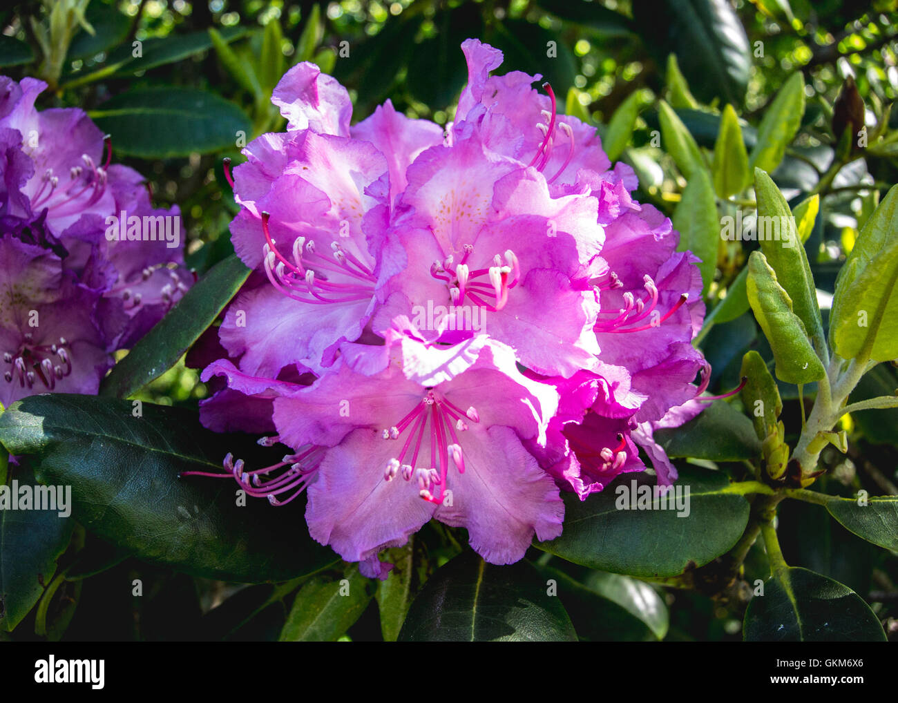 Rhododendron Bloom in June Close Up Stock Photo - Alamy