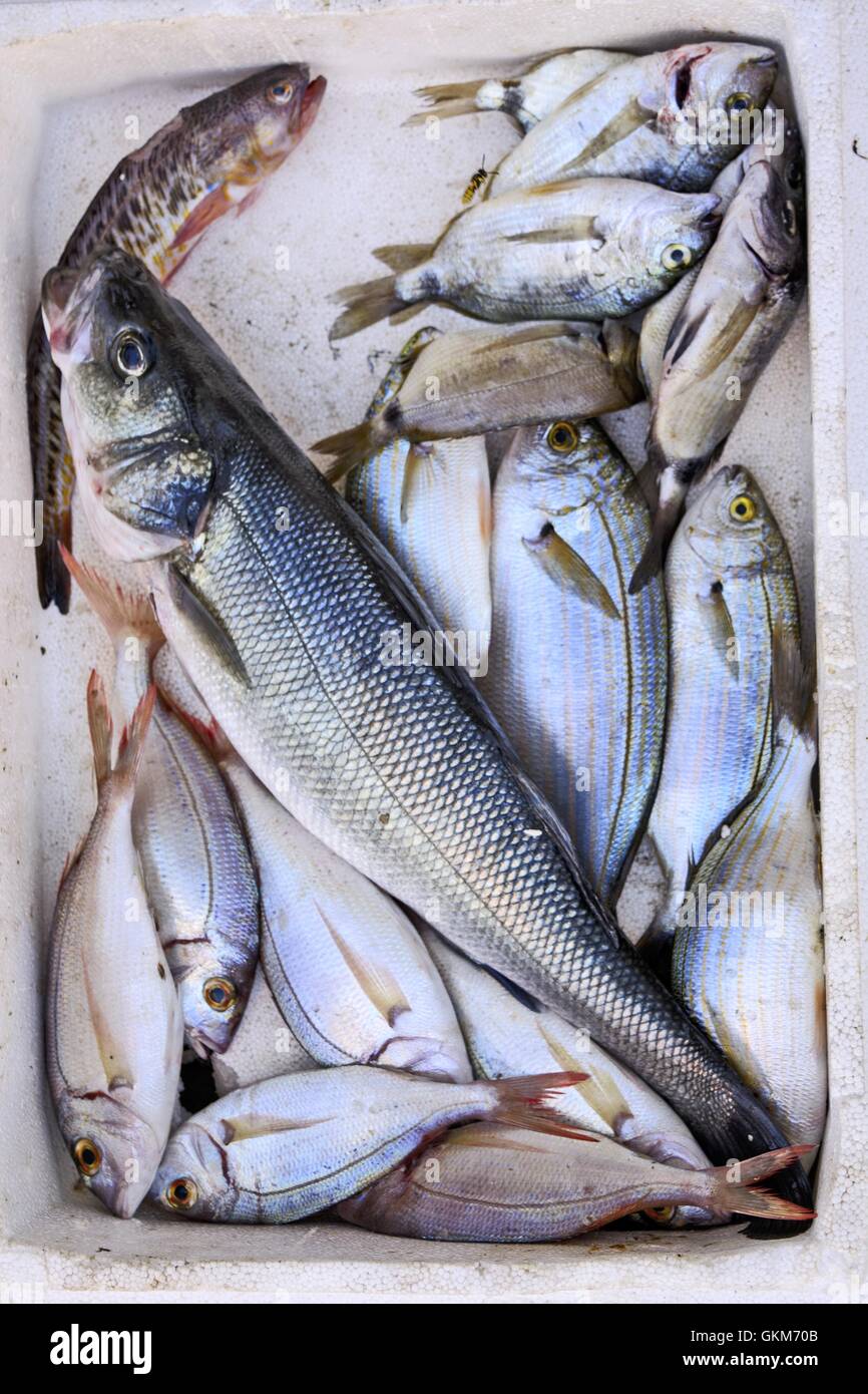 Fresh fish box fishing hi-res stock photography and images - Alamy