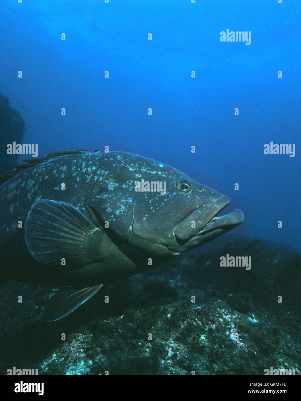 Parasitic Fish High Resolution Stock Photography and Images - Alamy
