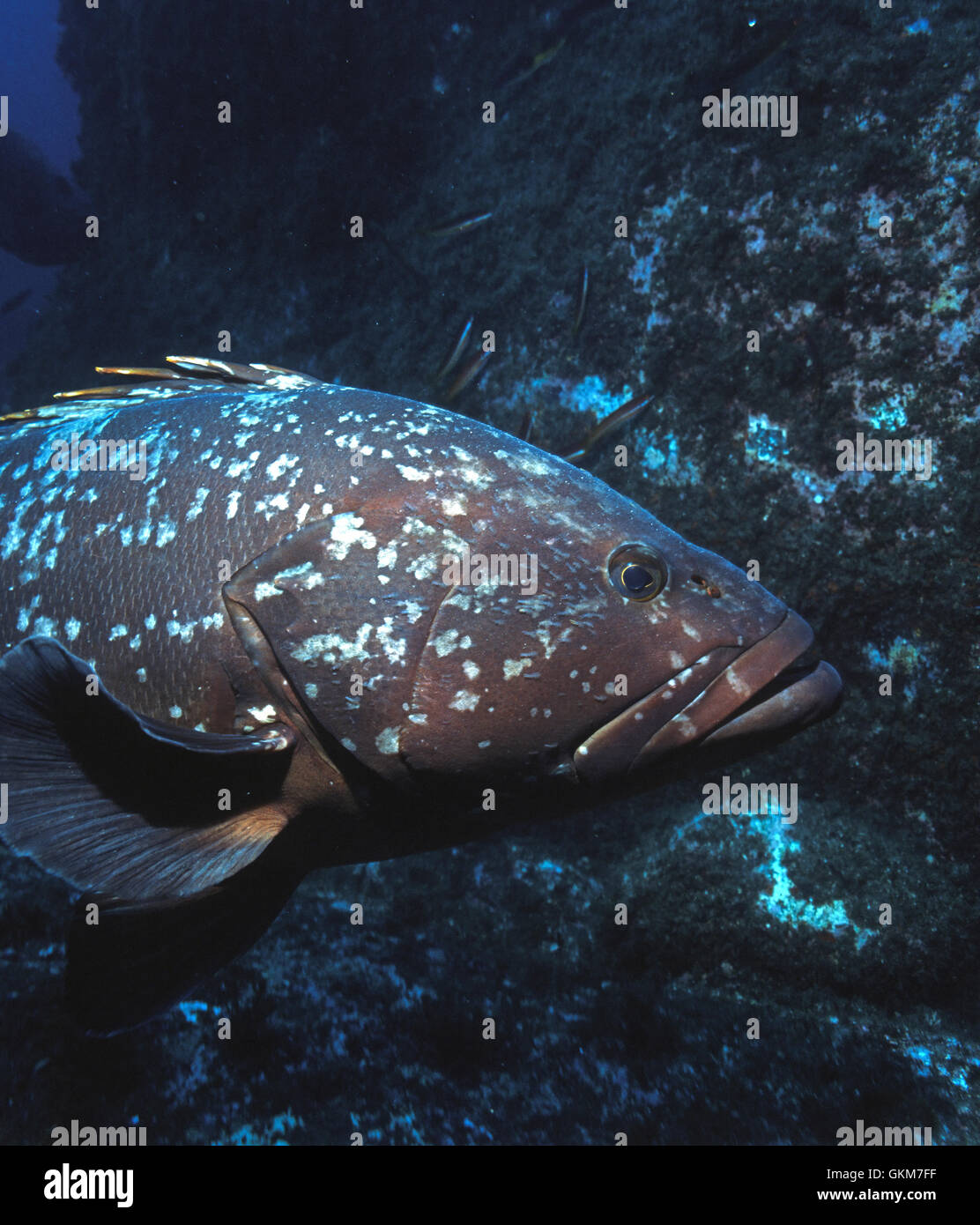 Parasitic Fish High Resolution Stock Photography and Images - Alamy