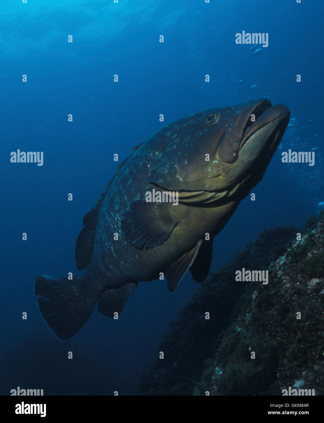 Big Grouper Fish High Resolution Stock Photography and Images - Alamy